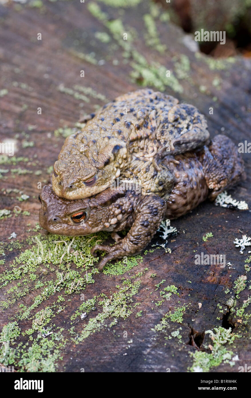 mating common toads cairngorms national park highlands scotland Stock ...
