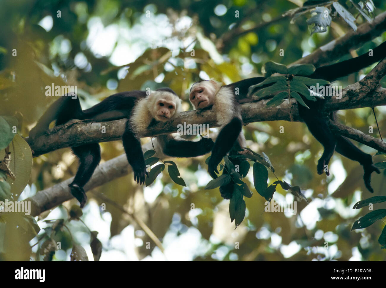 Two White-headed Capuchins (Cebus capucinus) in the rain forest of ...