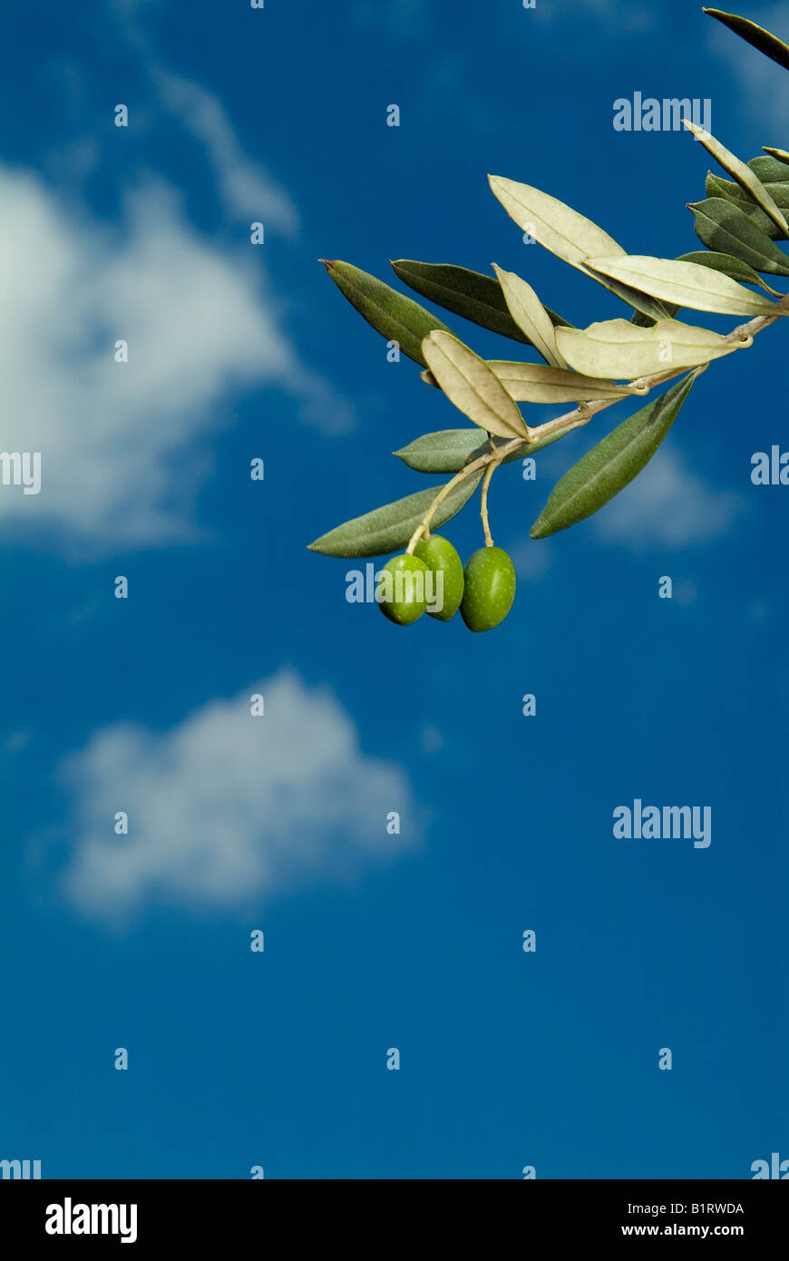 three olives on branch aginst blue sky with clauds Stock Photo - Alamy