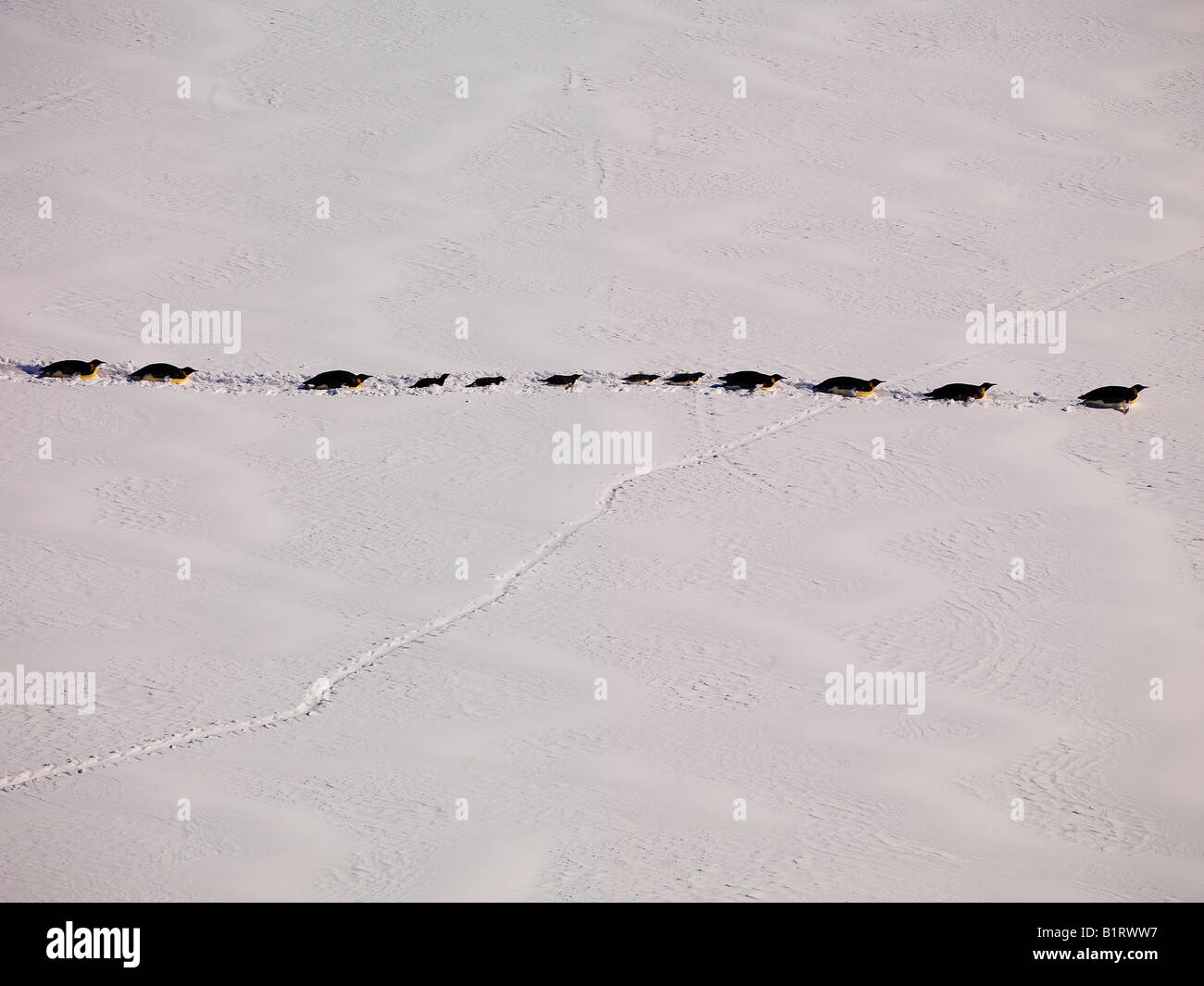 Emperor penguins moving sea ice hi-res stock photography and images - Alamy