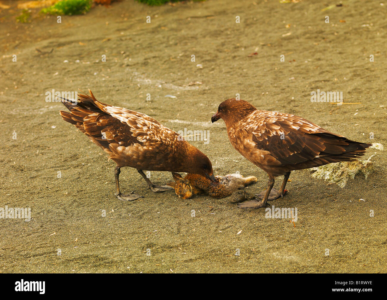 Skua (Stercorarius antarctica) with prey, rabbit, Macquarie Island ...