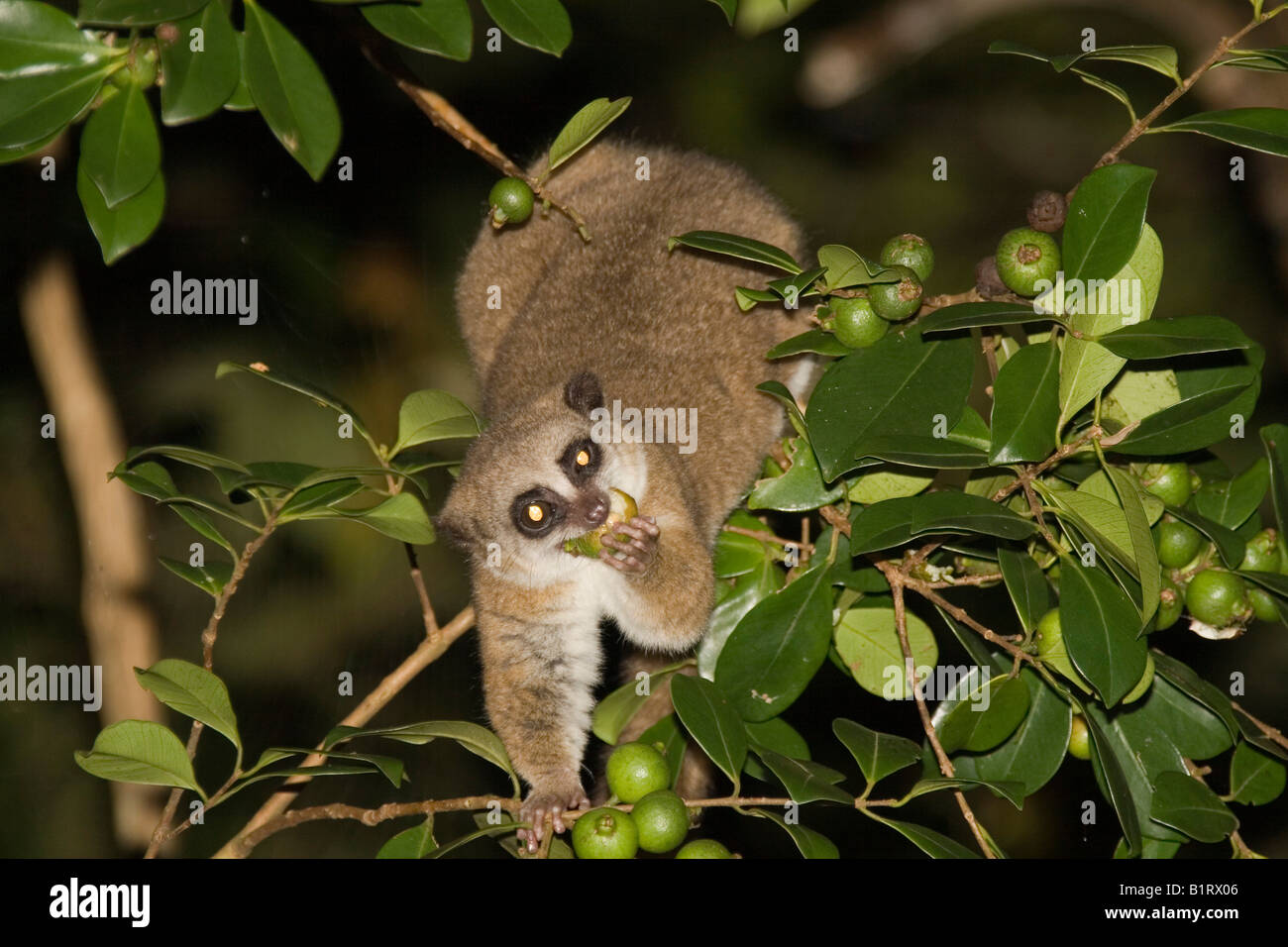 Tarsier (Tarsius), Madagascar, Africa Stock Photo - Alamy