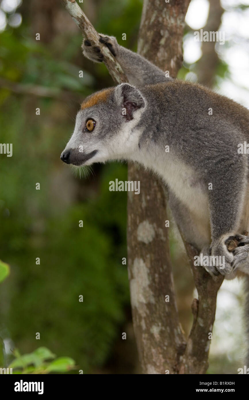 Female Crowned Lemur (Eulemur coronatus), Madagascar, Africa Stock ...