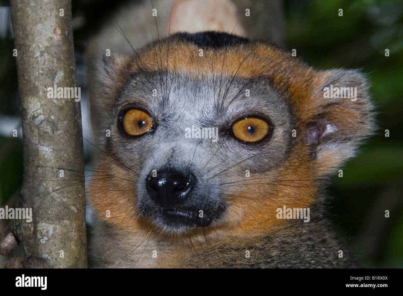 Male Crowned Lemur (Eulemur coronatus), Madagascar, Africa Stock Photo ...
