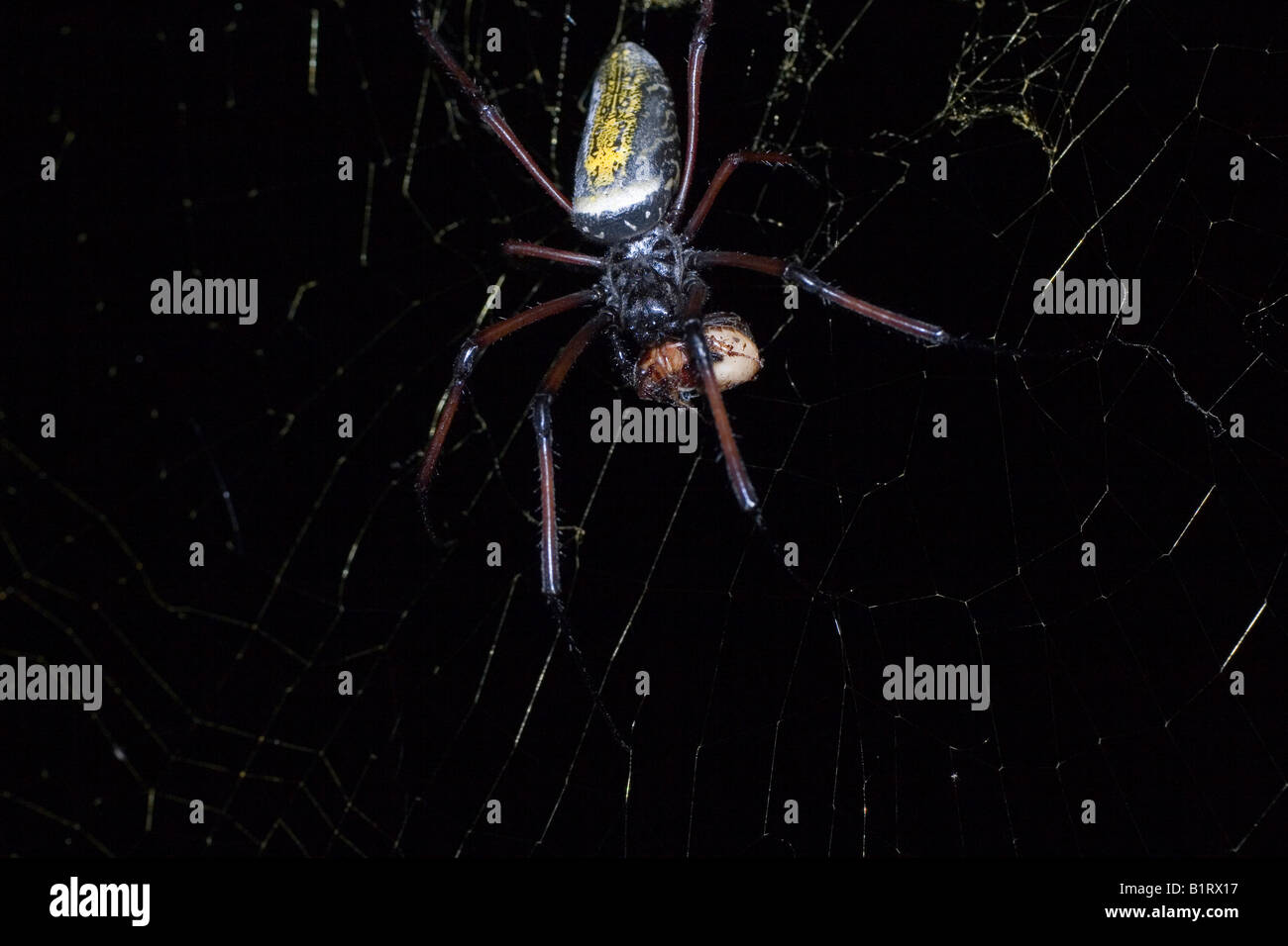 Golden Silk Orb-web or Orbweaver Spider (Nephila clavipes), Madagascar ...