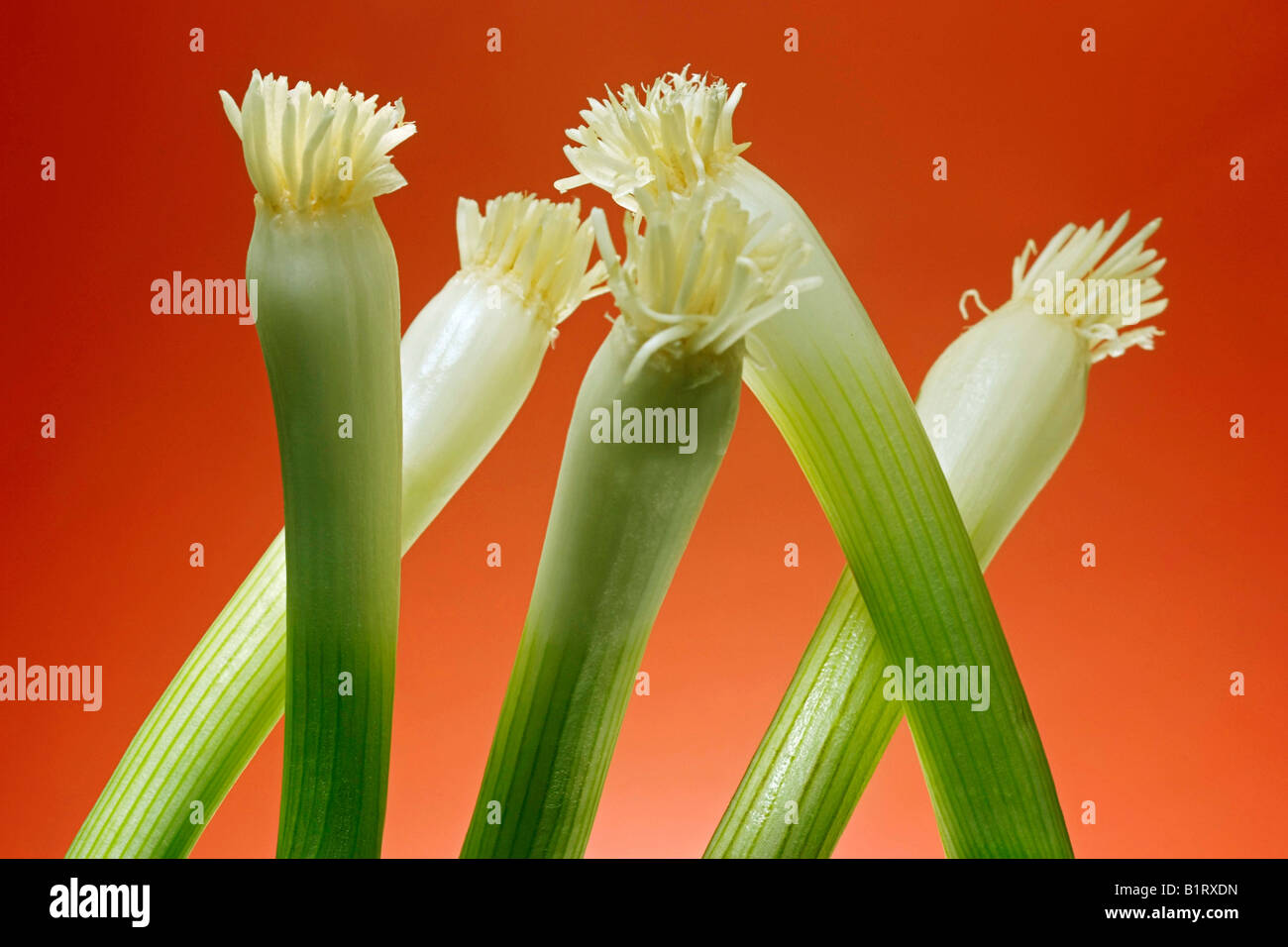 Roehrenlauch hi-res stock photography and images - Alamy