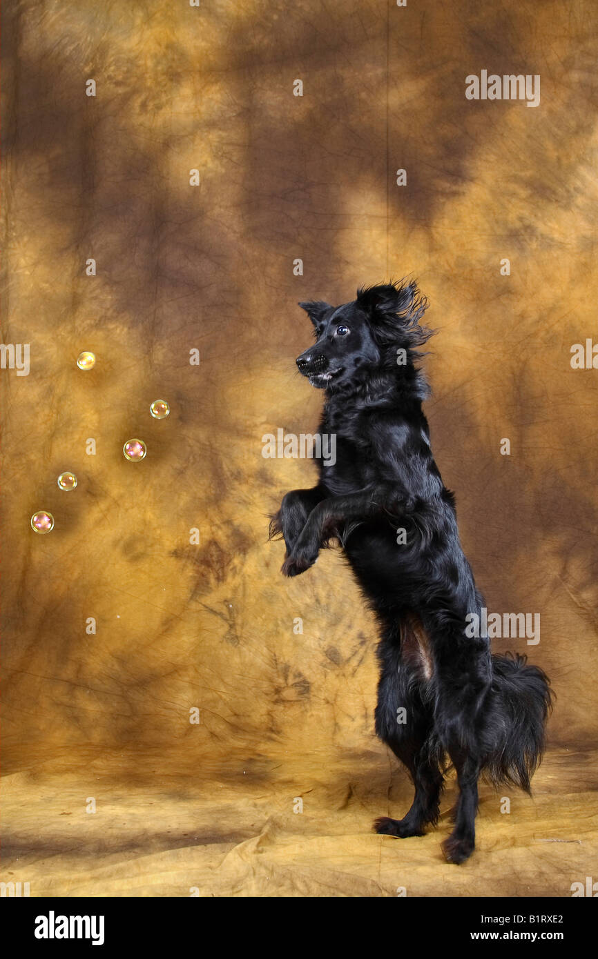 Dog playing with bubbles Stock Photo - Alamy
