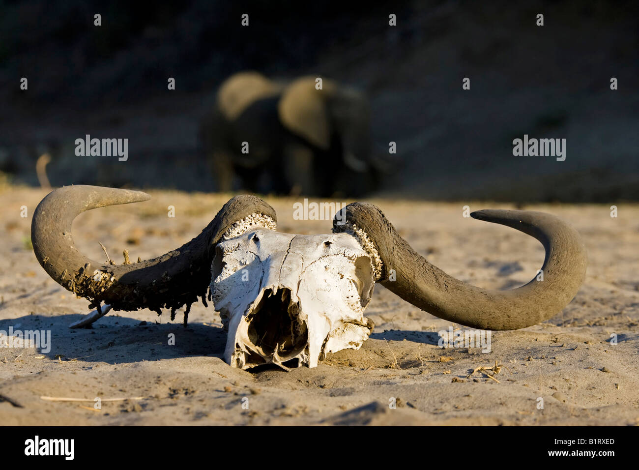 Dried skull hi-res stock photography and images - Alamy