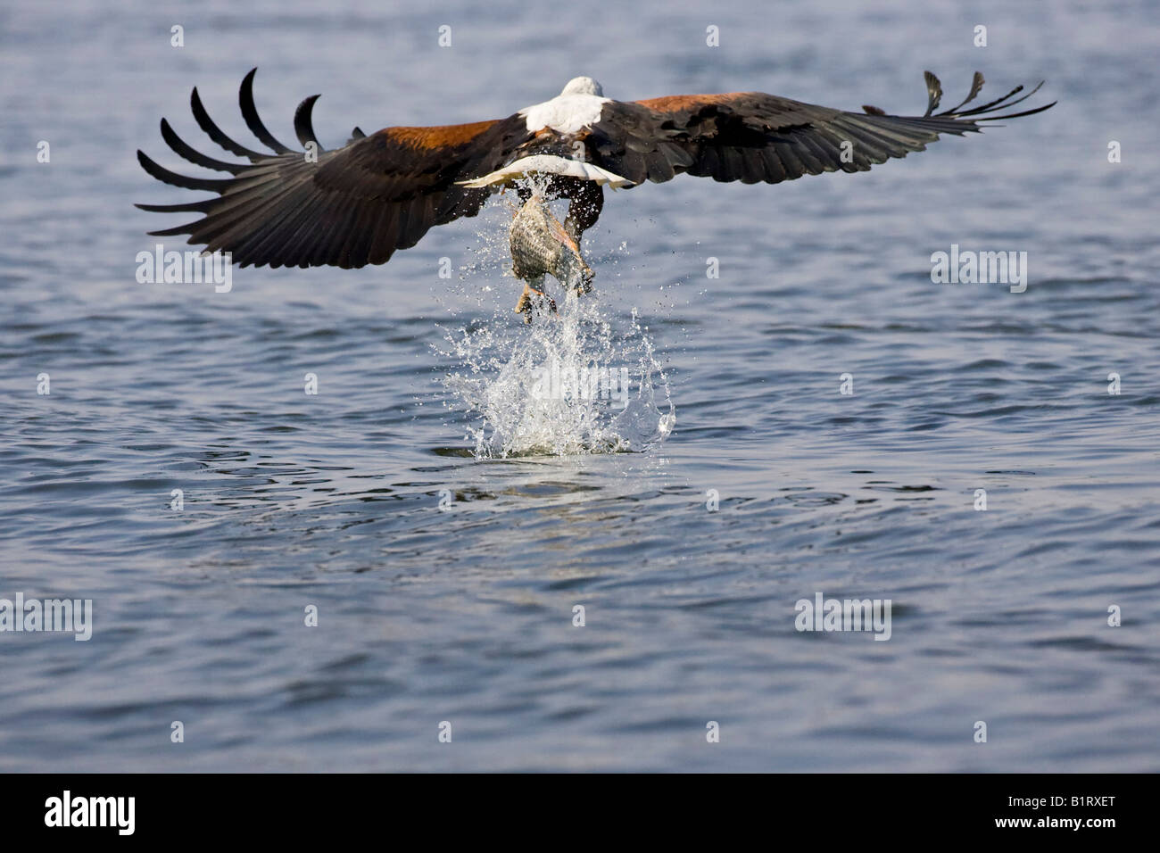 African Fish Eagle Haliaeetus Vocifer Catching A Fish Out Of The