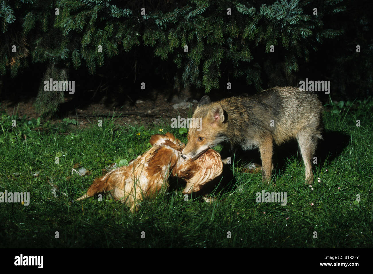 Red Fox (Vulpes vulpes) catching a chicken, prey Stock Photo - Alamy