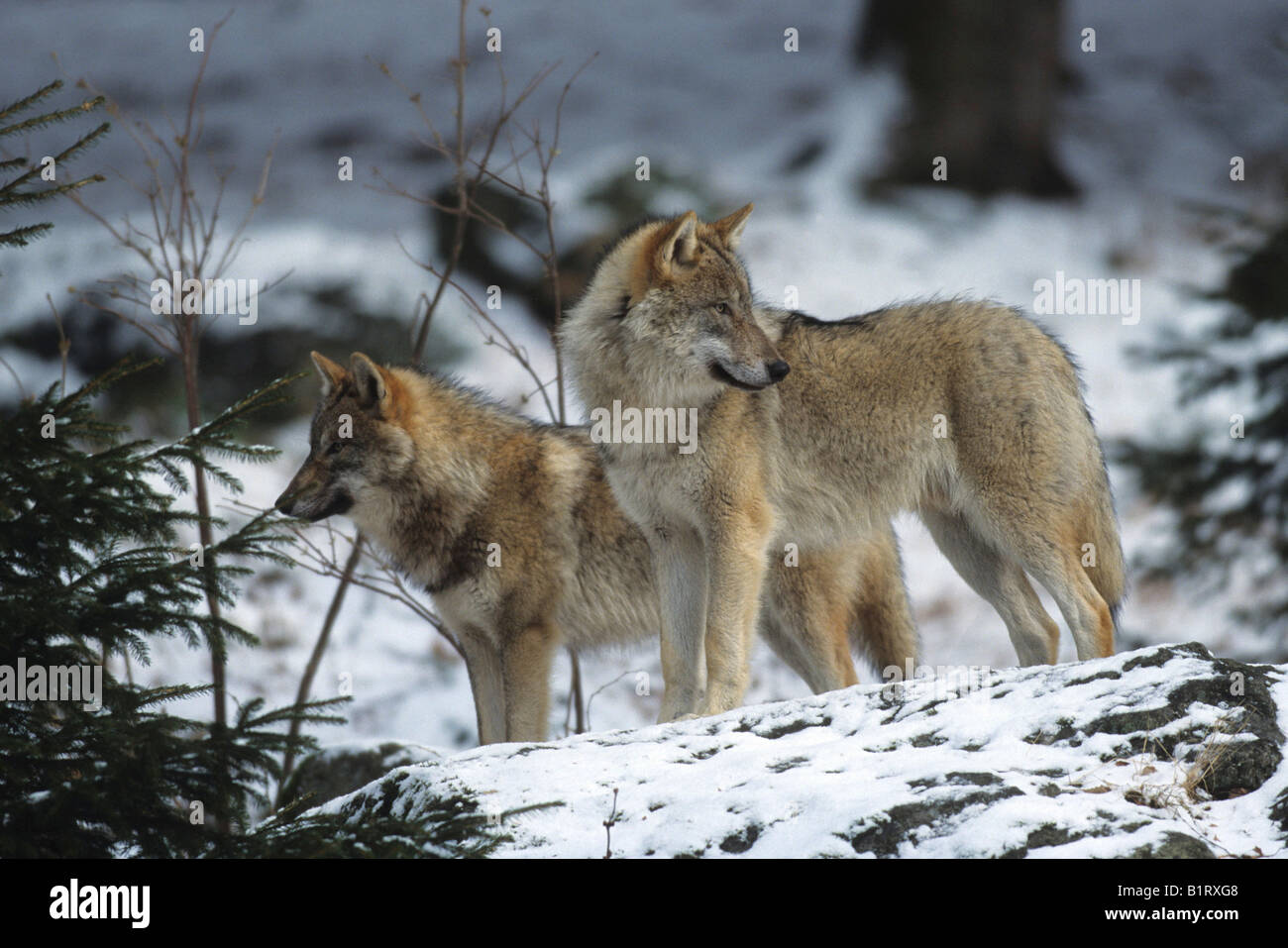 Grey or Timber Wolves (Canis lupus) in the snow, outdoor enclosure ...