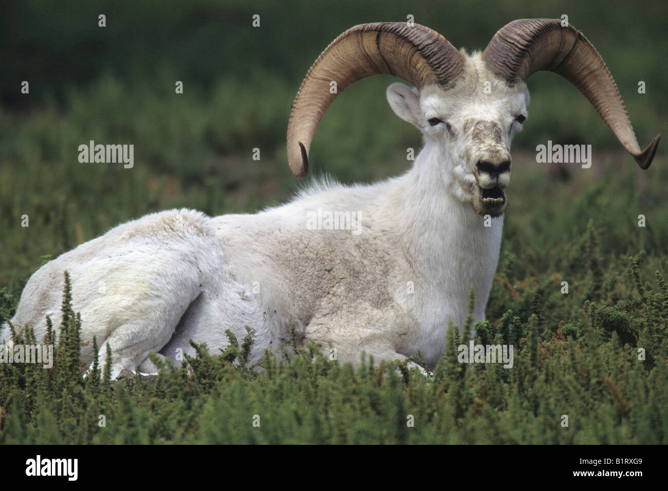 Dall sheep male lying ovis hi-res stock photography and images - Alamy