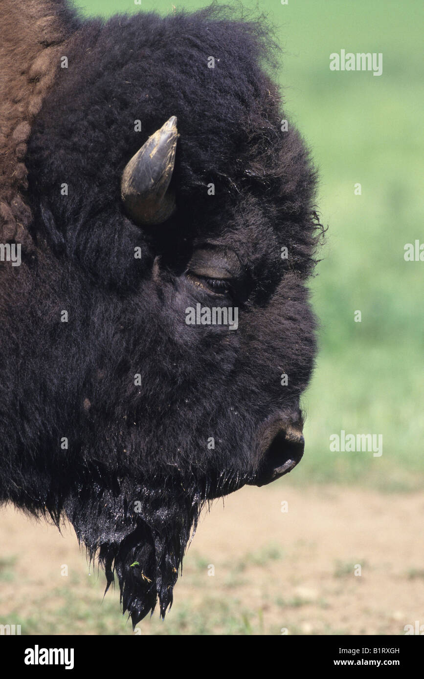 Prairie Bison (Bison bison), Alaska, USA Stock Photo - Alamy