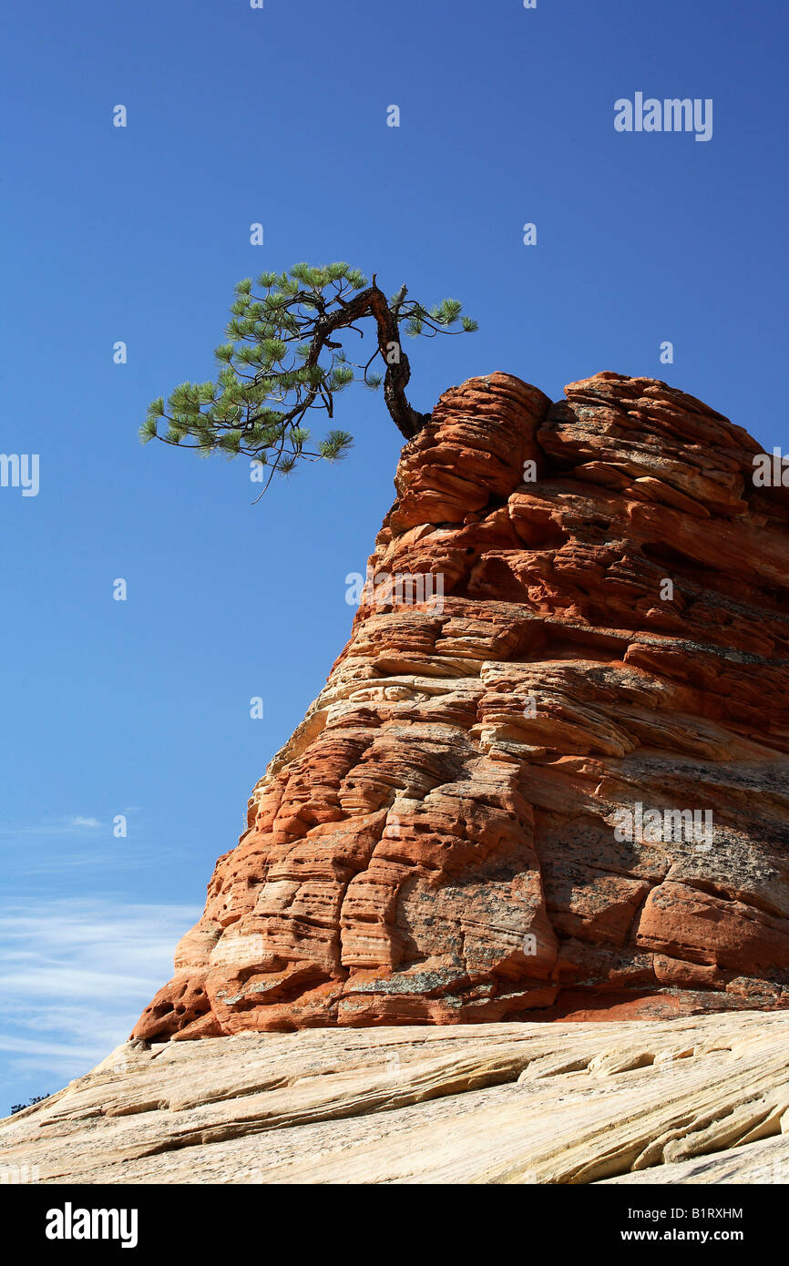 Old pine tree (Pinus) growing on a sandstone formation Stock Photo - Alamy