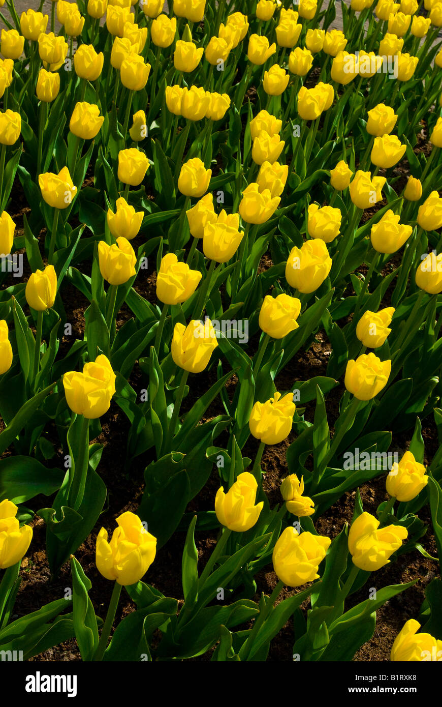 Tulips (Tulipa), Keukenhof, Holland, Netherlands, Europe Stock Photo ...