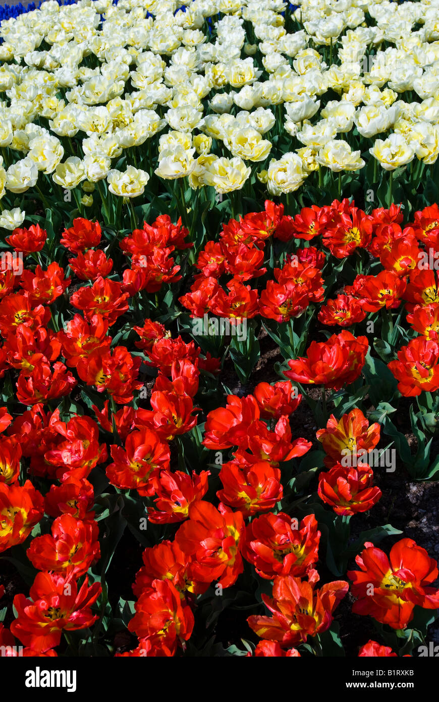 Tulips (Tulipa), Keukenhof, Holland, Netherlands, Europe Stock Photo ...