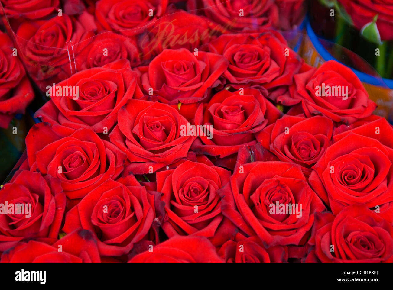 Bouquet of roses, Floating Flower Market, Singel Canal, Amsterdam ...