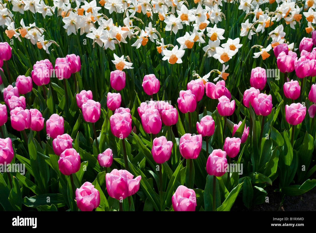 Tulips (Tulipa), Keukenhof, Holland, Netherlands, Europe Stock Photo ...