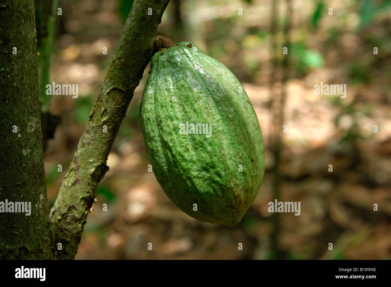 Ghana cocoa hi-res stock photography and images - Alamy