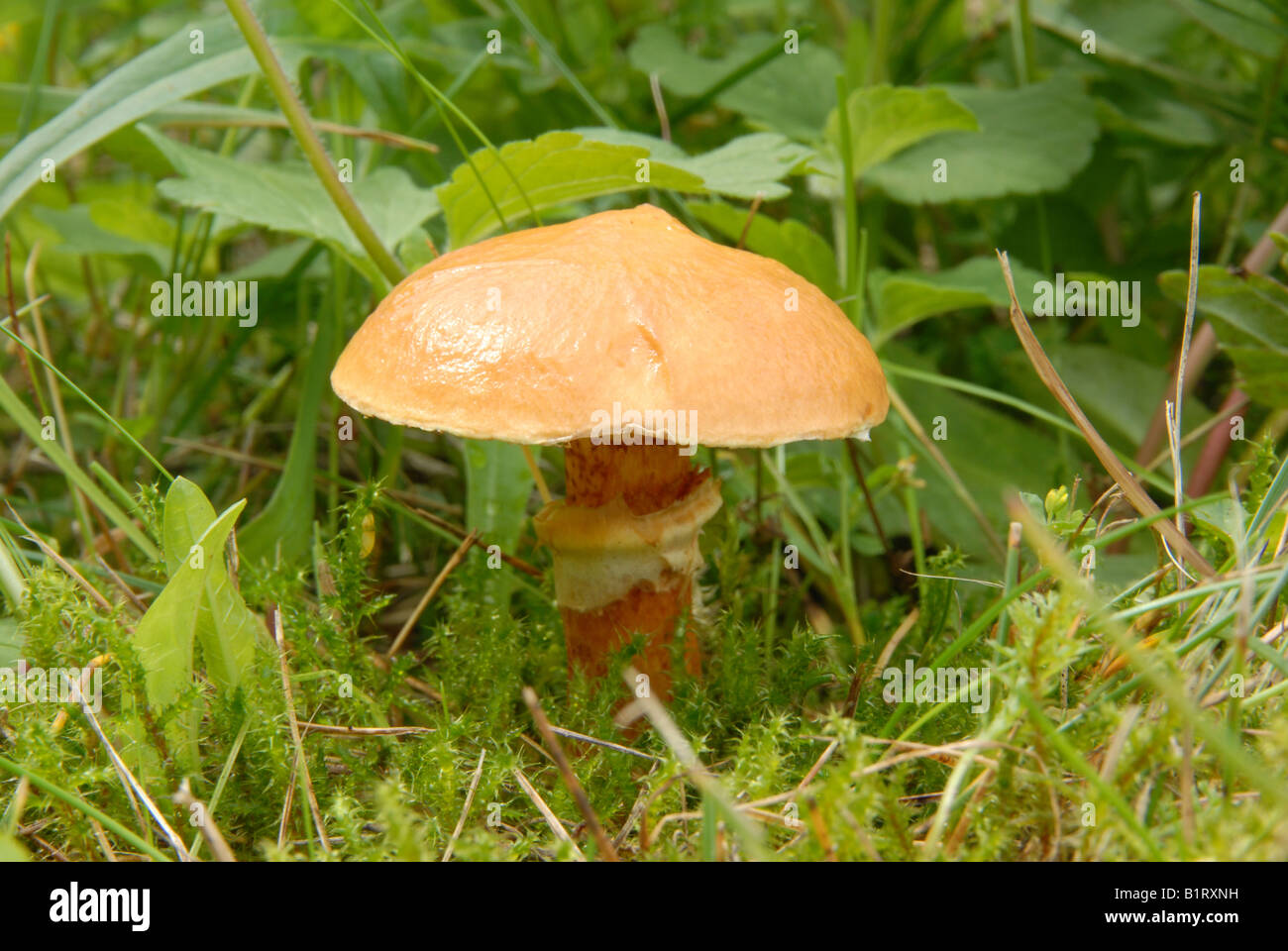 botany, fungi, Suilloid boletes, (Suillus), Slippery Jack, (Suillus ...