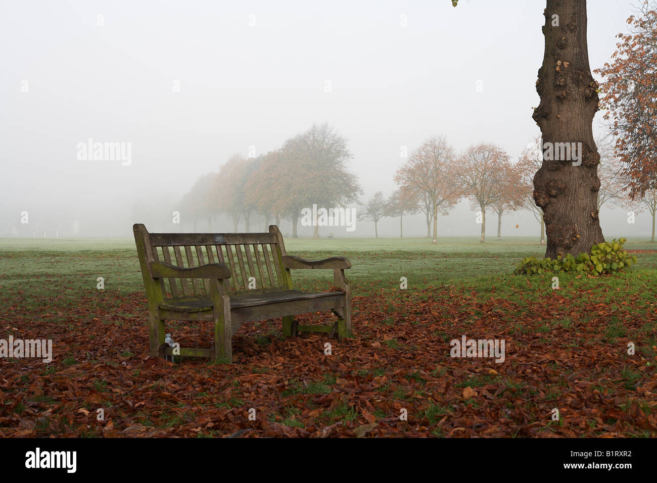 A bench on Ham common Stock Photo - Alamy