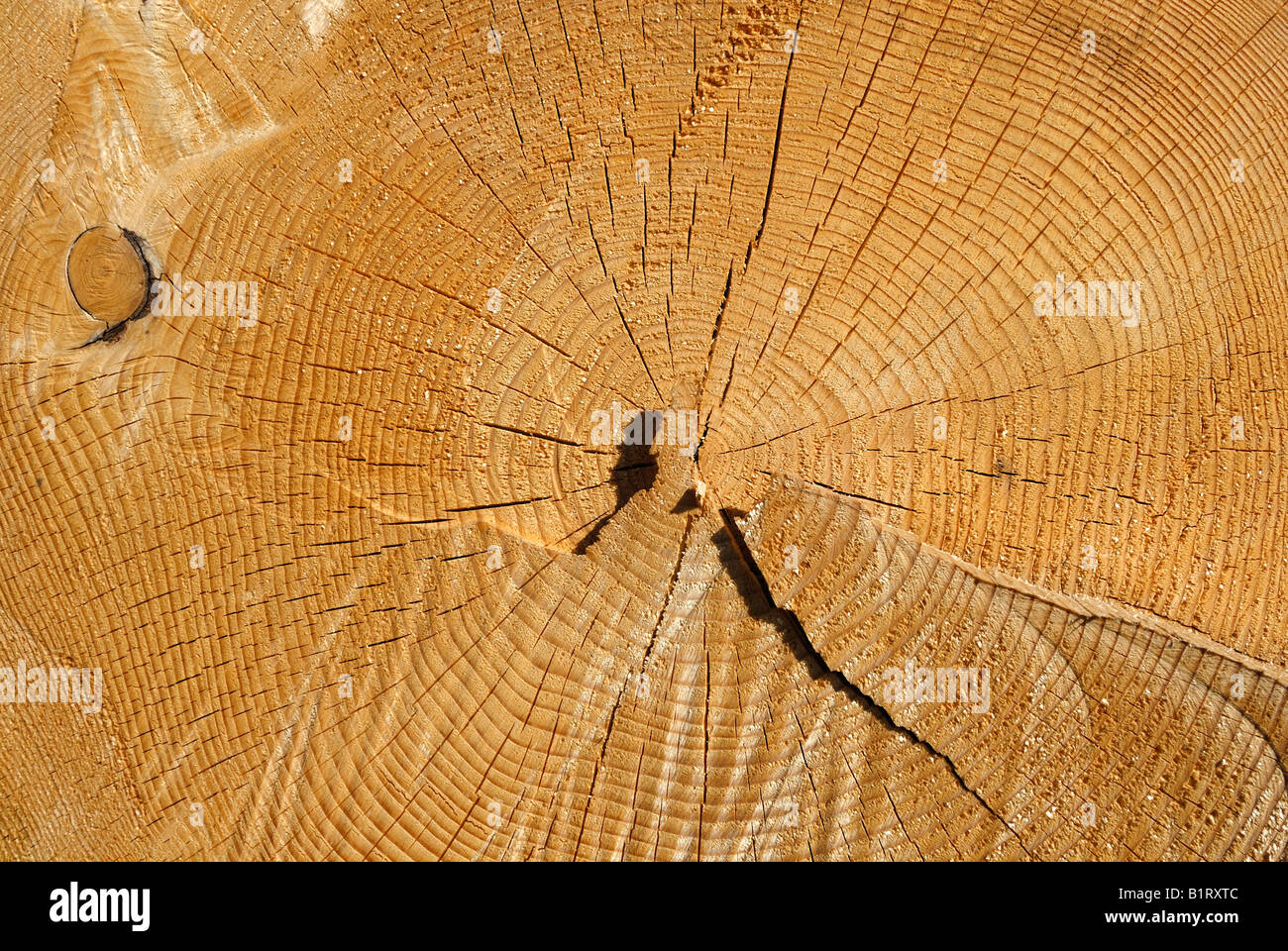 Growth or annual rings of a spruce tree, cross-section of desiccation ...