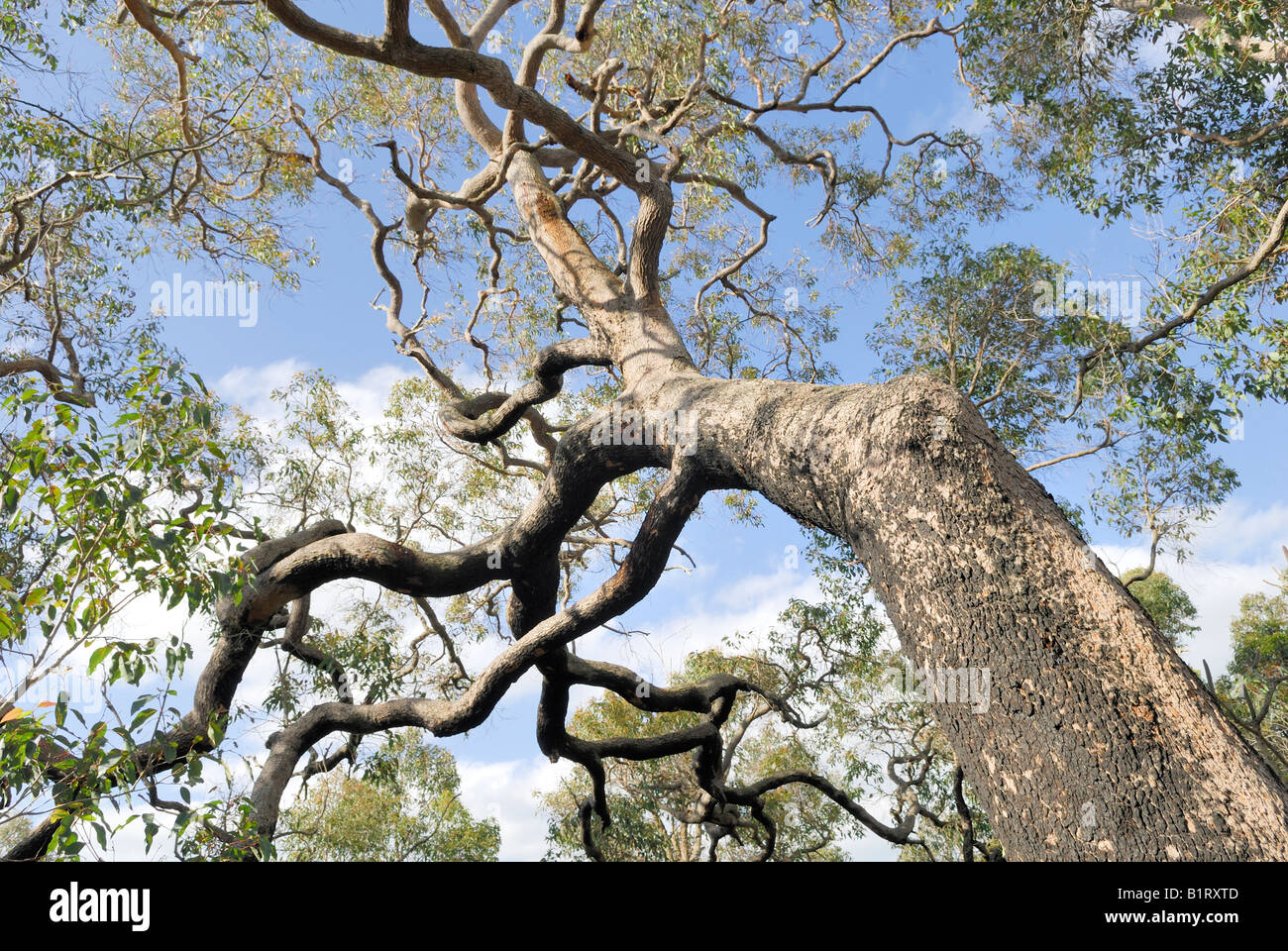 View of the crown or treetop of a River Red Gum (Eucalyptus ...