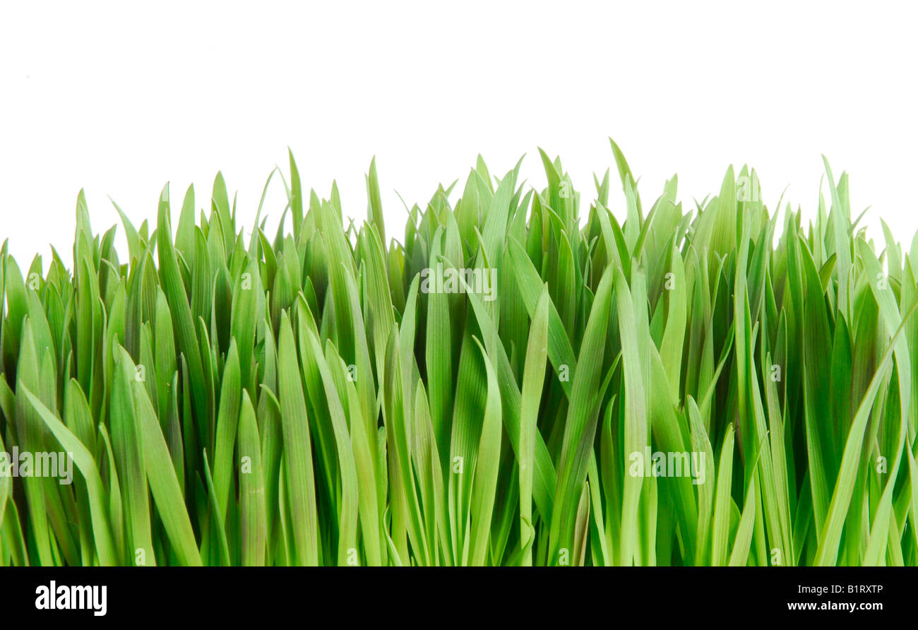 Blades of grass cut out hi-res stock photography and images - Alamy