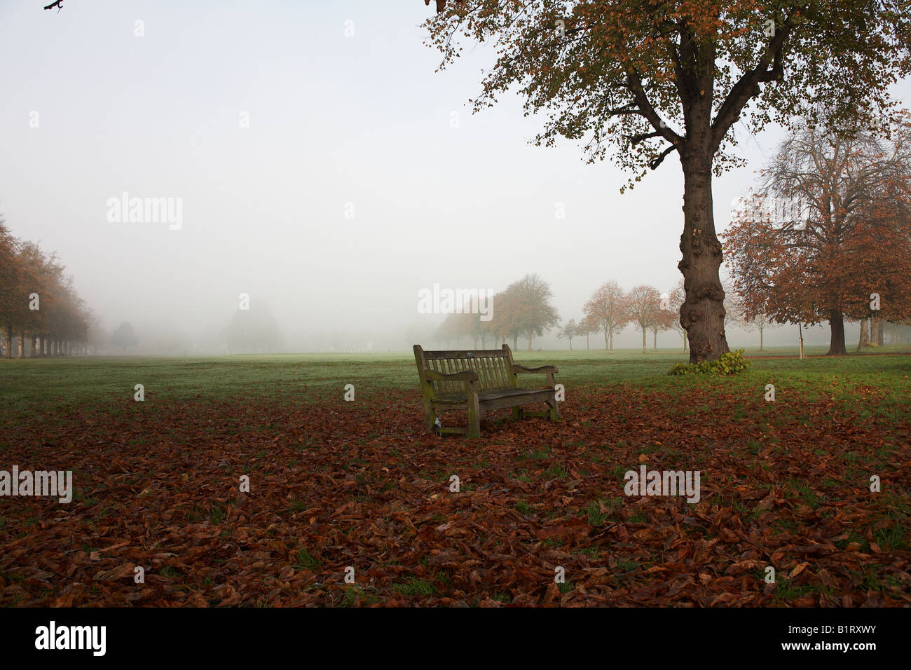 A bench on Ham common Stock Photo - Alamy