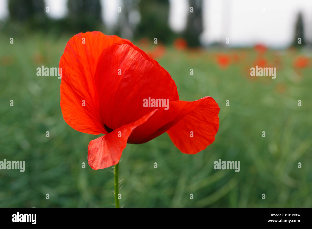 Single Poppy flower (Papaver rhoeas Stock Photo - Alamy