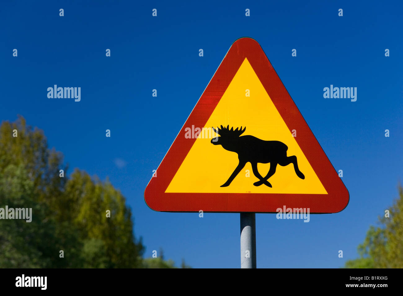 Moose warning sign, Sweden, Scandinavia, Europe Stock Photo - Alamy