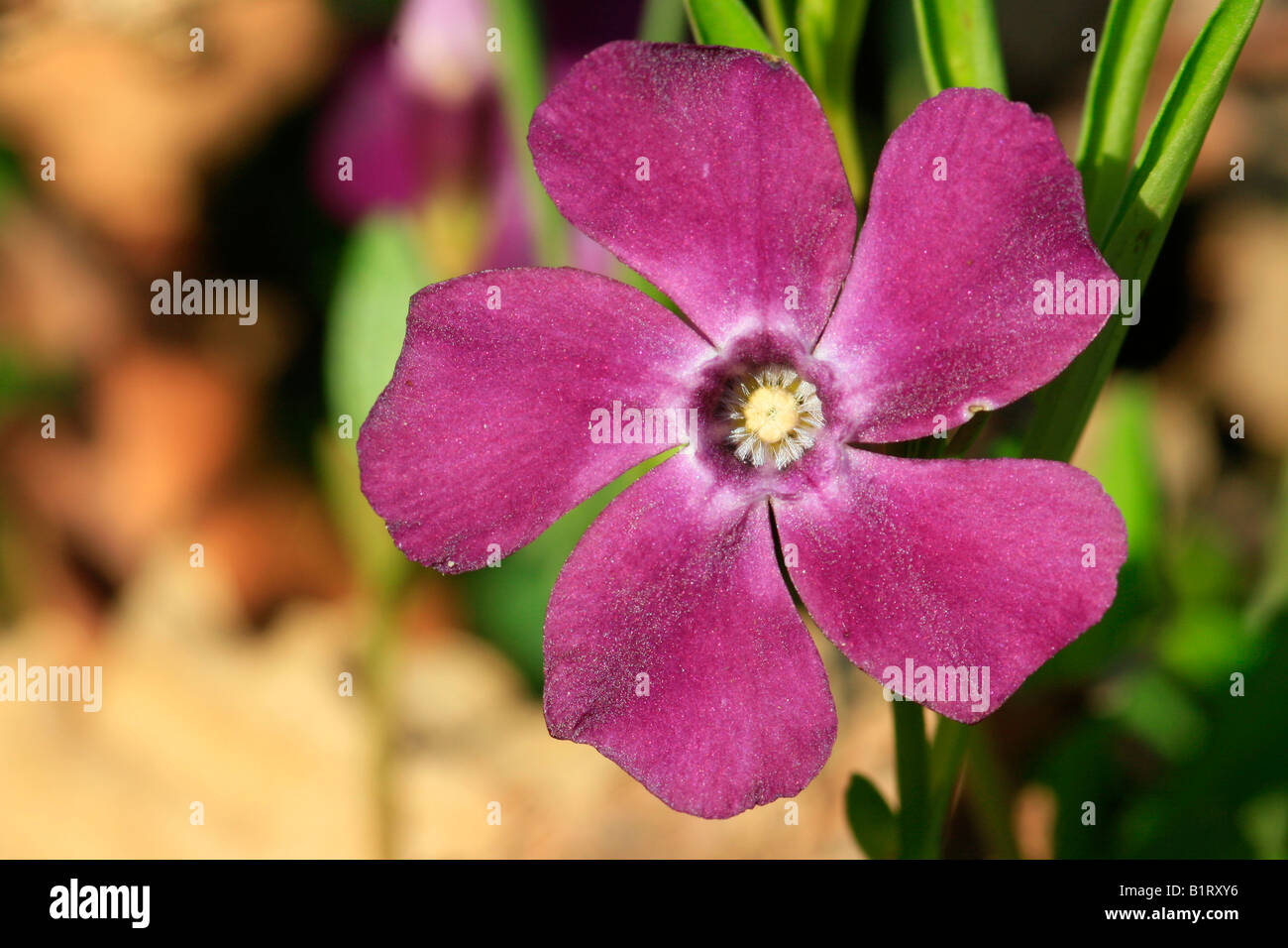 Vinca Plants High Resolution Stock Photography and Images - Alamy