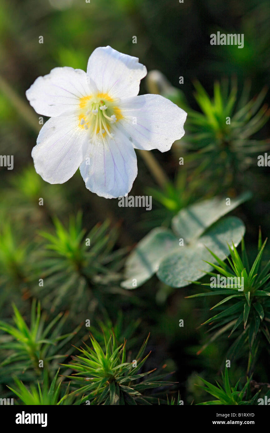 Common white oxalis hi-res stock photography and images - Alamy