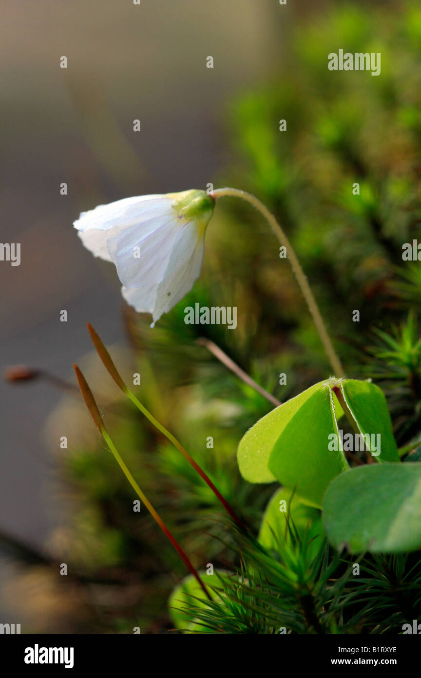 Common white oxalis hi-res stock photography and images - Alamy