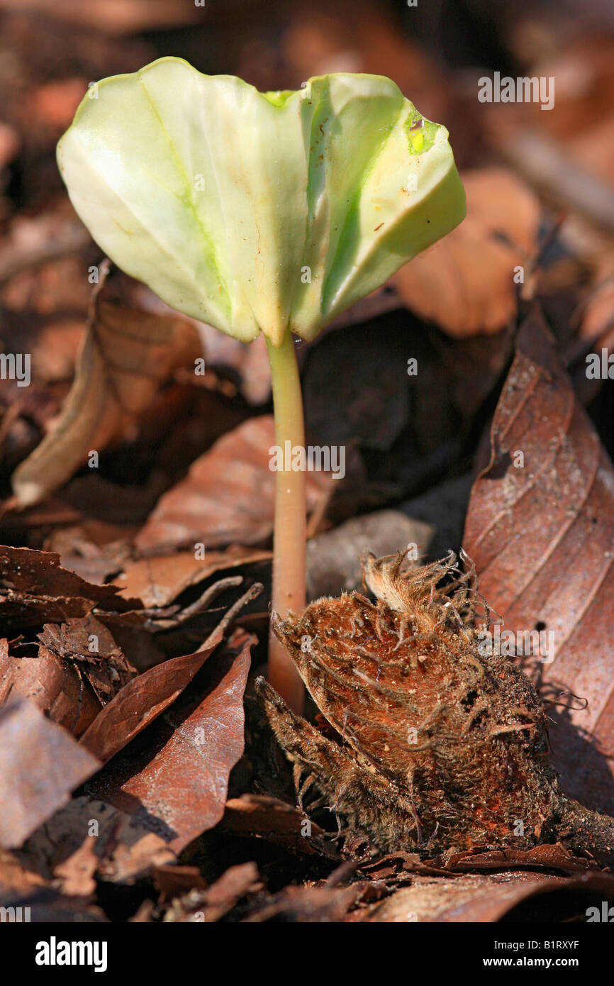 Beech Nut High Resolution Stock Photography and Images - Alamy