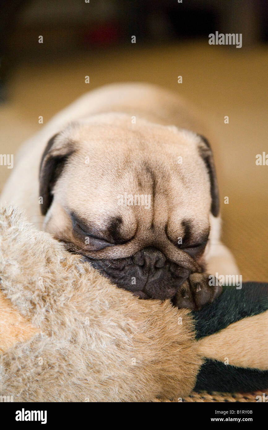 Pug puppy sleeping on a toy Stock Photo - Alamy