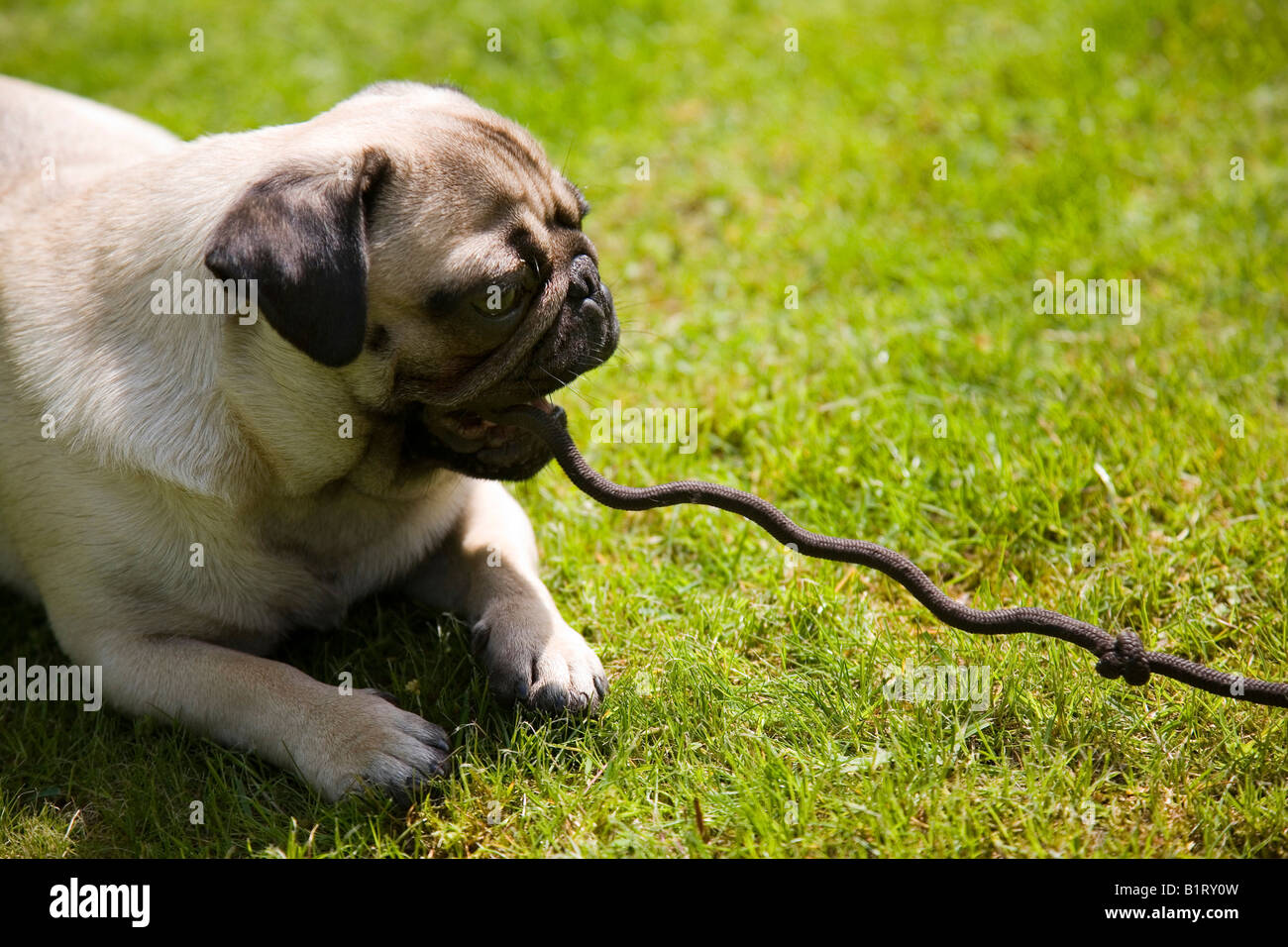 Pug, young, rope, playing, lawn Stock Photo - Alamy