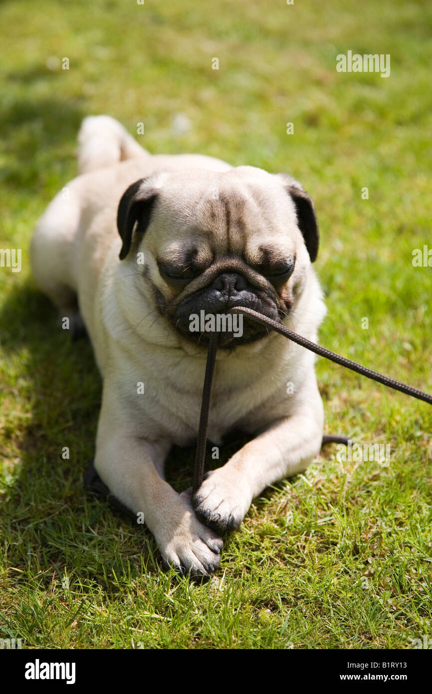 Young pug on a meadow, playing with a rope Stock Photo - Alamy
