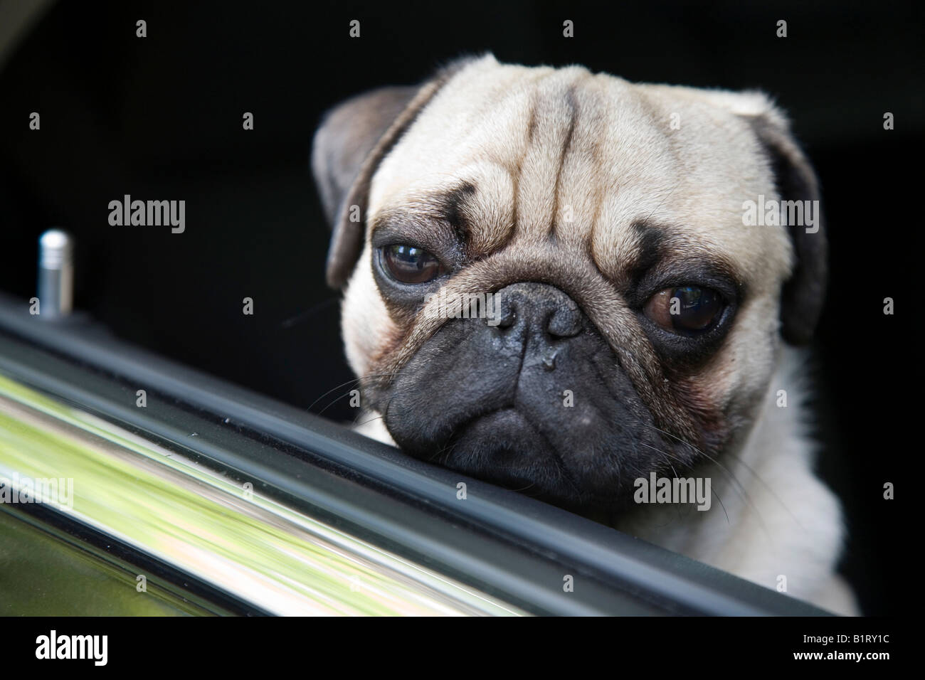 Young pug looking out of a car window Stock Photo - Alamy
