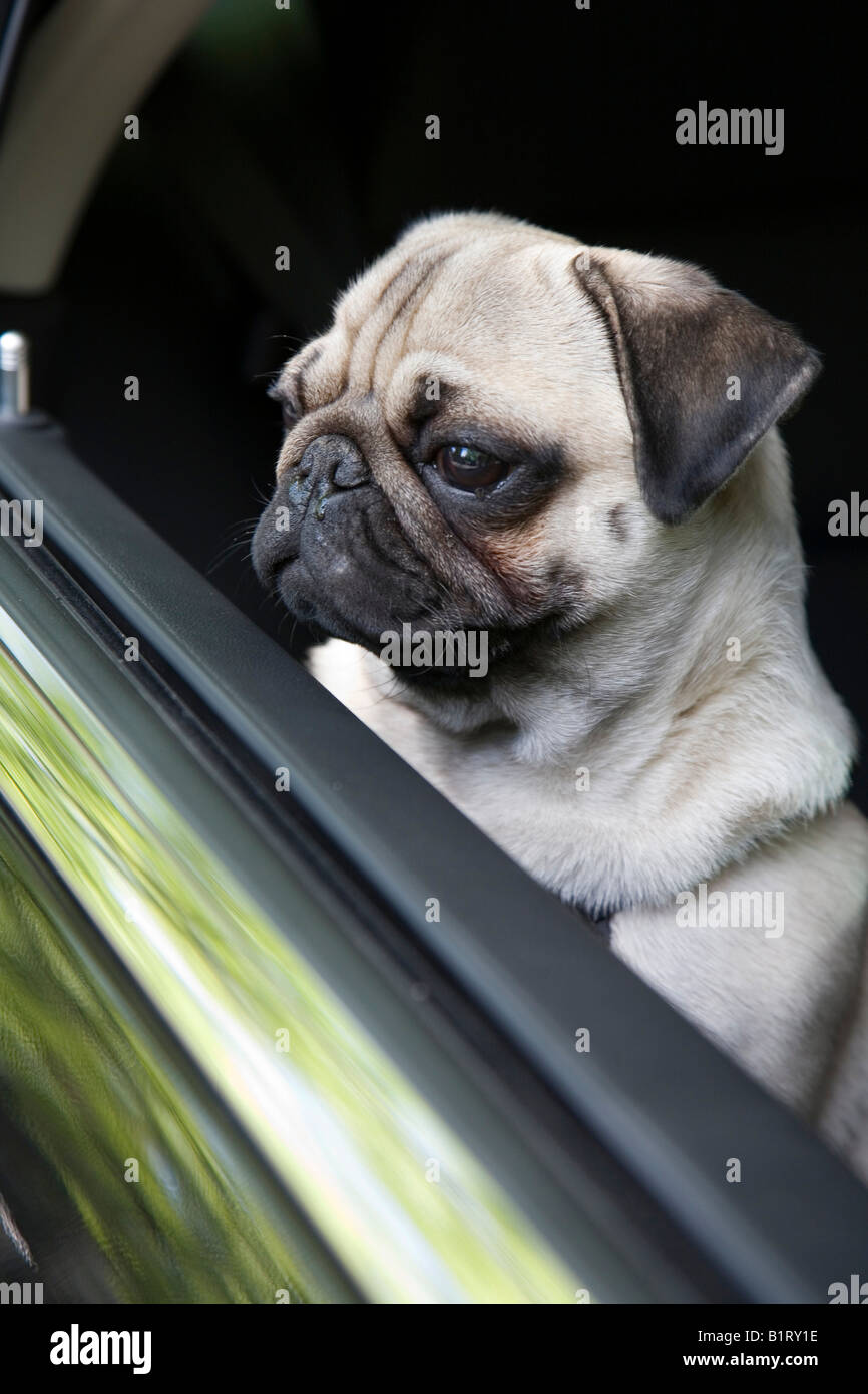 Young pug looking out of a car window Stock Photo - Alamy