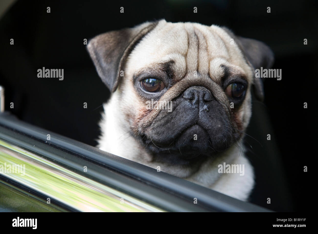 Young pug looking out of a car window Stock Photo - Alamy