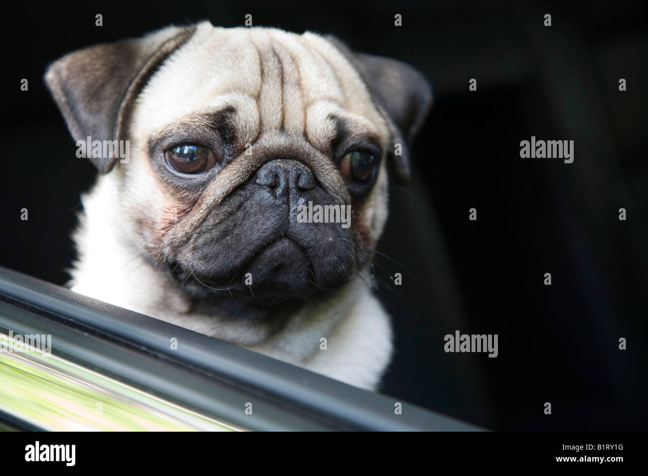 Young pug looking out of a car window Stock Photo - Alamy