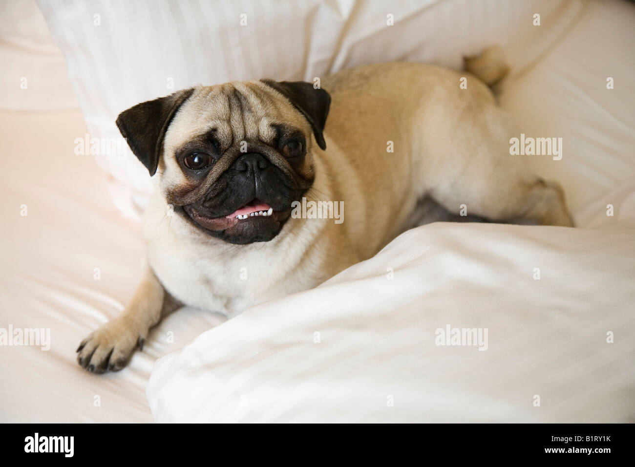 Young pug lying on a bed, blanket Stock Photo - Alamy
