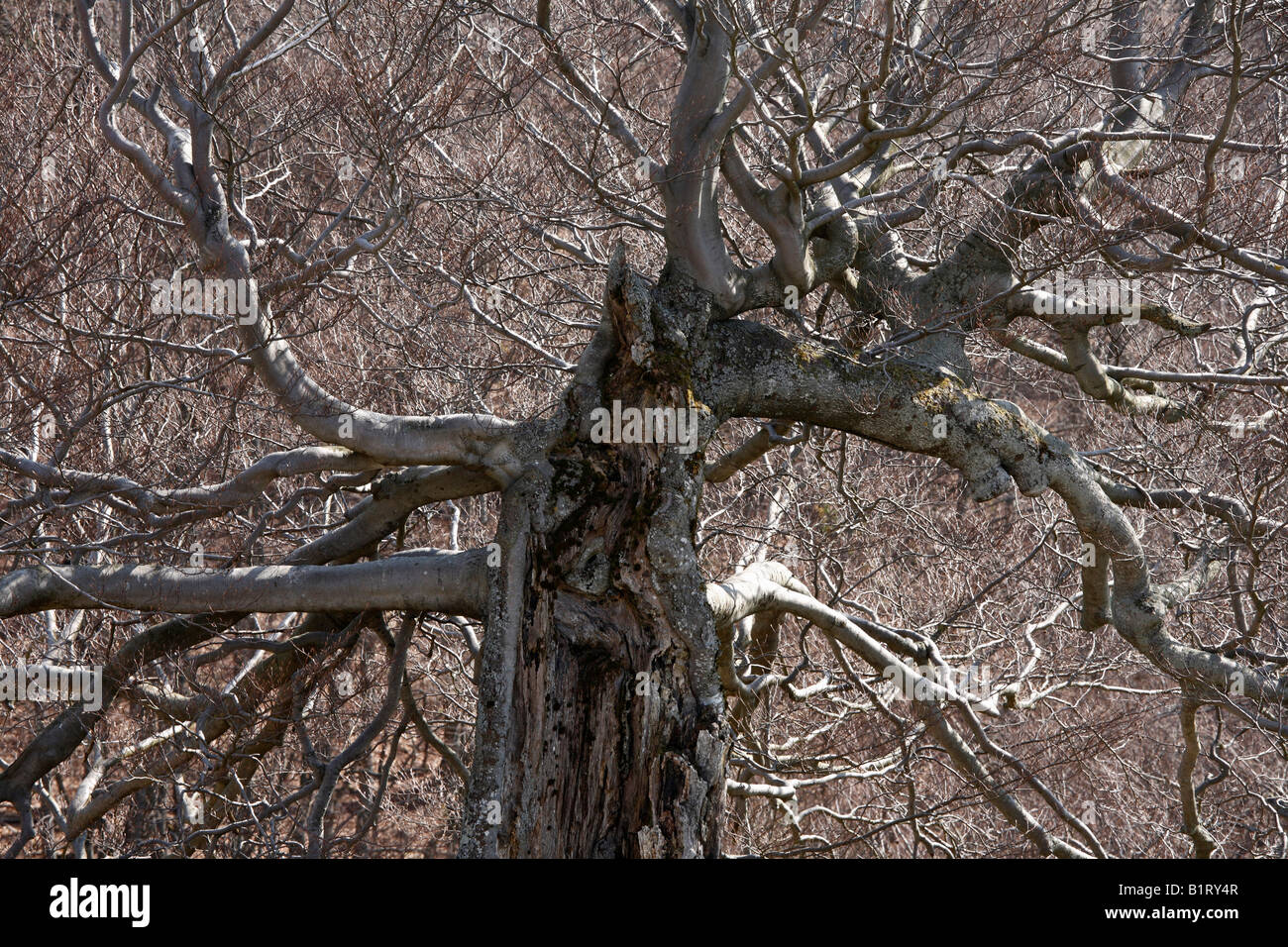 Twisted beech tree fagus sylvatica hi-res stock photography and images ...