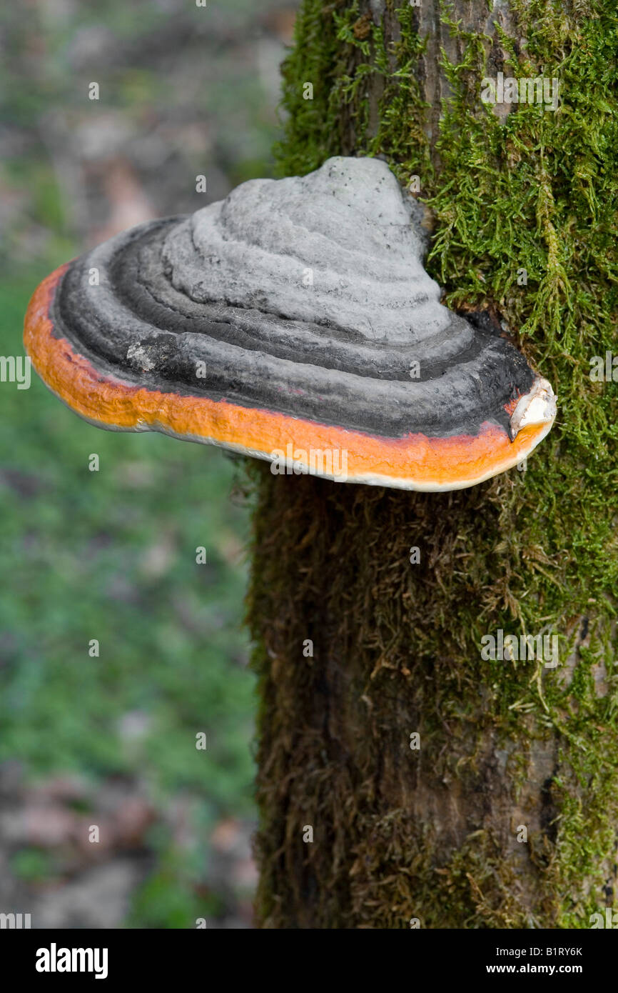 Red Banded Polypore mushroom (Fomitopsis pinicola), tree fungus ...