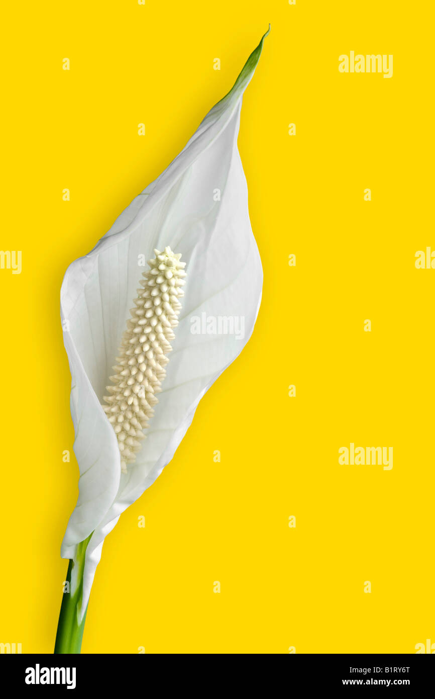 Spath or Peace Lily (Spathiphyllum Stock Photo - Alamy