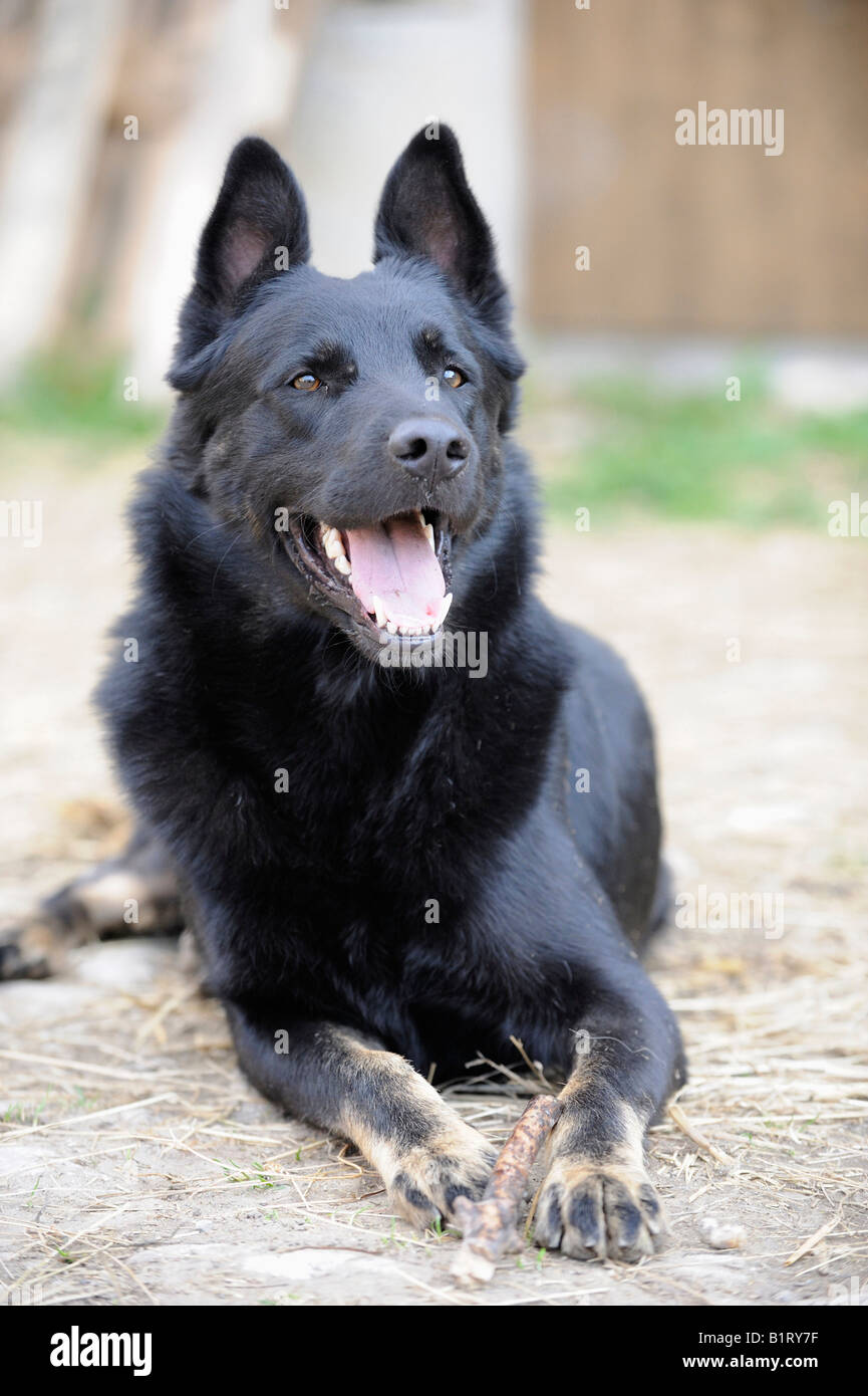 Chien De Berger Noir Altdeutsche Schaferhunde – Berger Allemand Poil