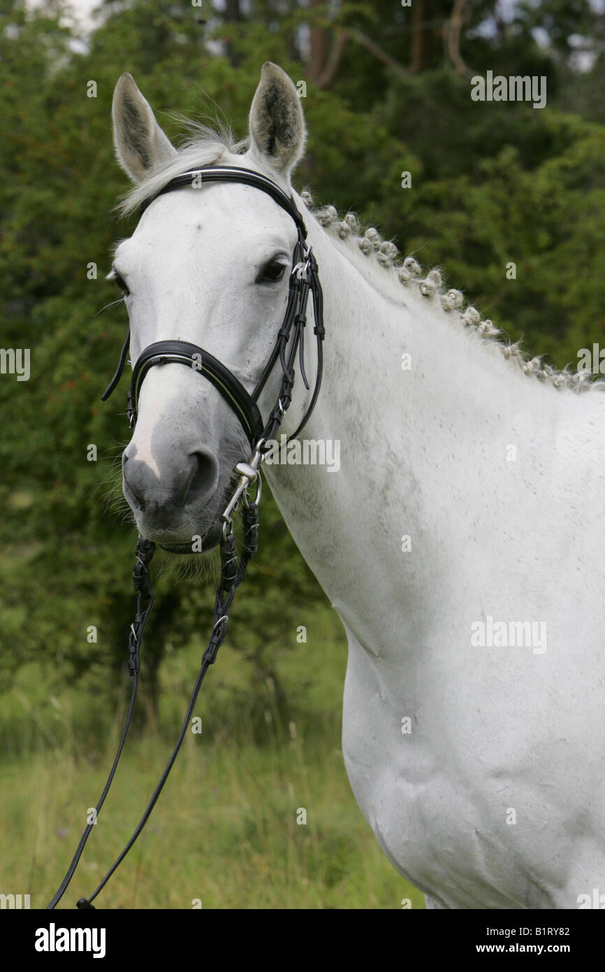 White Hanoverian Horse