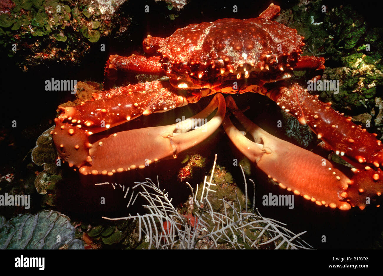 West Indian Spider Crab or Channel Clinging Crab (Mithrax spinosissimus ...