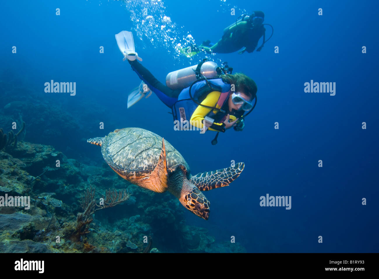 Scuba Ry